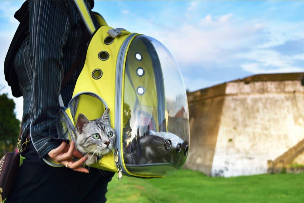 10 Best Travel Backpack for Cats | Top Pick of 2024