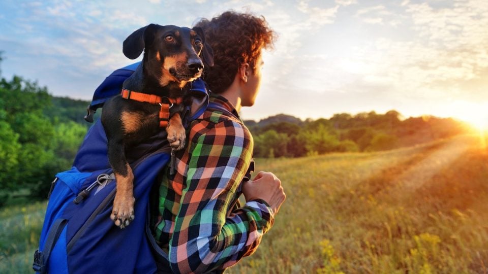 10 Best Travel Backpack for Dogs | Top Pick of 2024